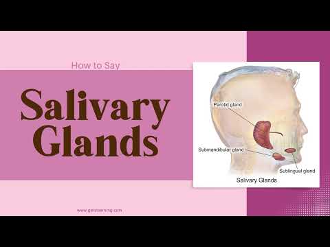 How to Say Salivary Glands In British English