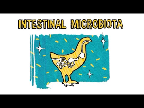 Minden probiotikum egyforma?
