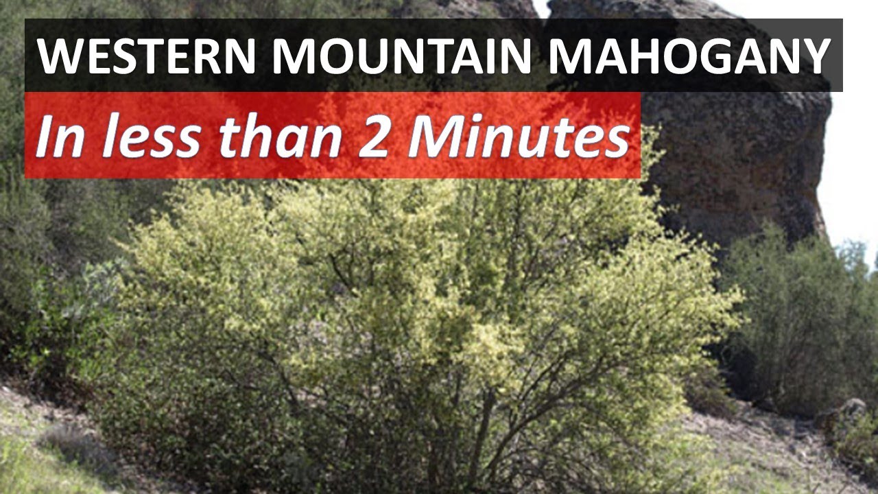 WESTERN MOUNTAIN MAHOGANY in less than 2 minutes; Cercocarpus betuloides up in Ojai, California