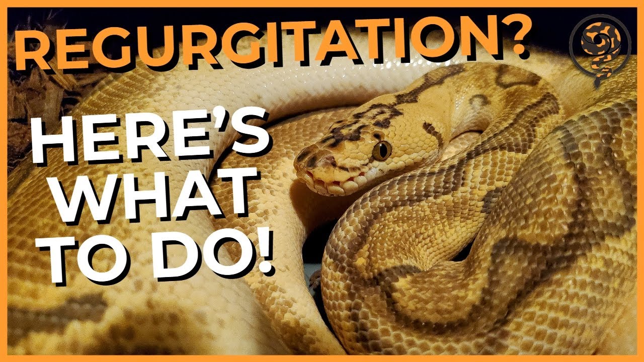 Ball Python Vomiting? Here's what to do! (Regurgitation Guide)