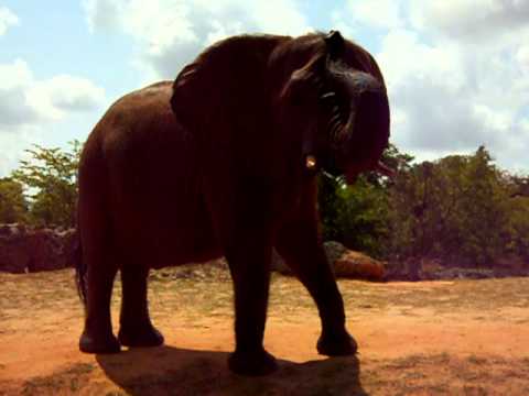 Deciding Amazing Animals w BONUS Zoofari Games | bewitchesresounded