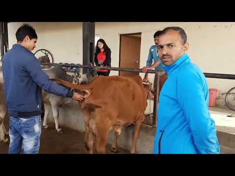 Body Temperature Of A Cow - Rich- Farmer