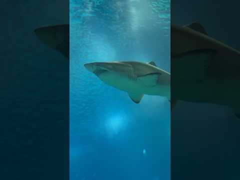 Sand Tiger Shark !