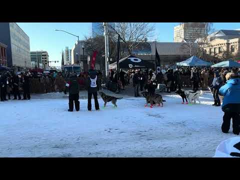 Leaping Sled Dogs at 2024 Iditarod Sled Dog Race's Start next up for the 1,049 Mile Race IMG 9128
