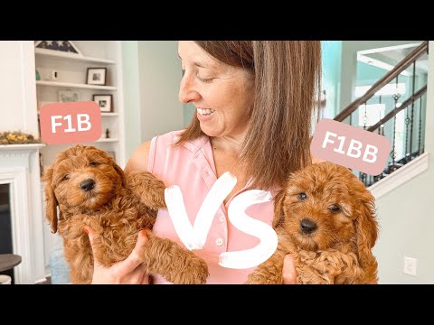 Which Goldendoodle Generation Is Right For You?