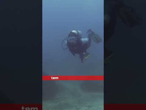 Is Sonar Harmful ?