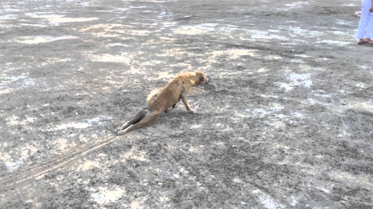Dog faking injury || ViralHog