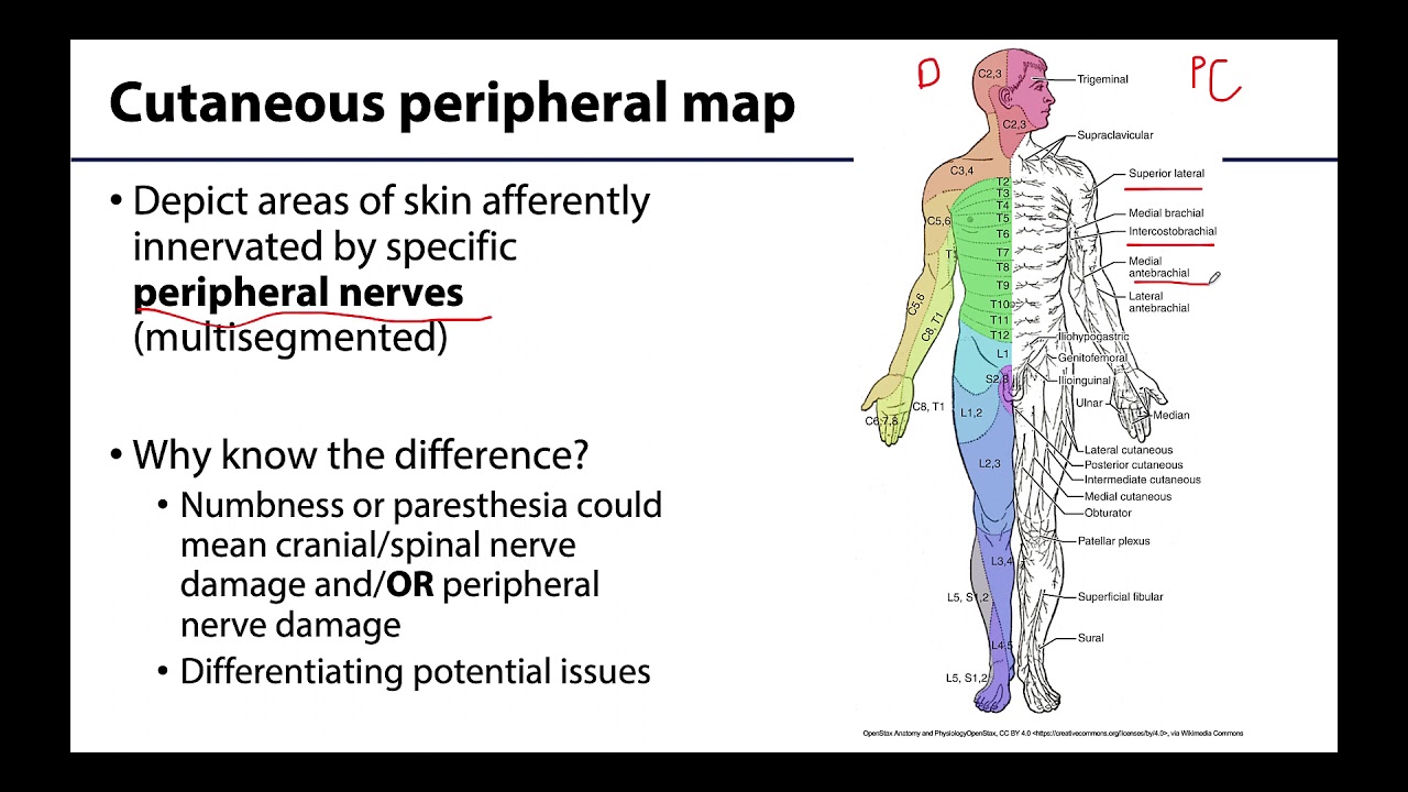 Cutaneous Maps - M1 Learning Objectives
