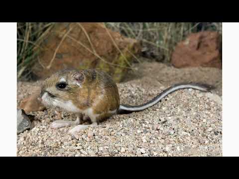 5 crazy facts about Kangaroo Rats!!!
