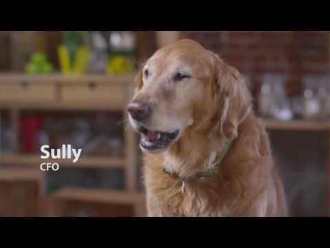 Honest Kitchen -- Talking Dogs Confess Their Opinion of Kibble Dog Food
