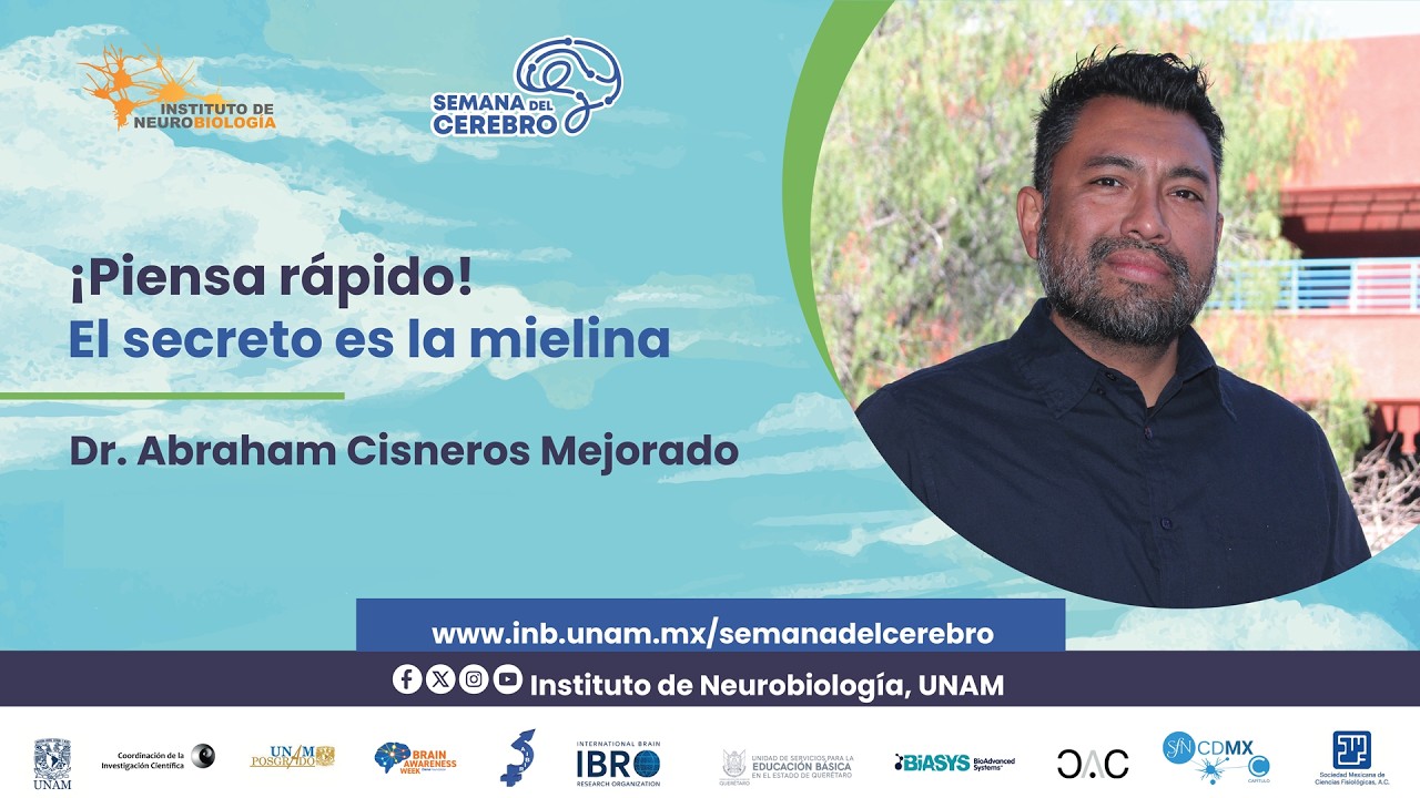 Think fast! The secret is myelin