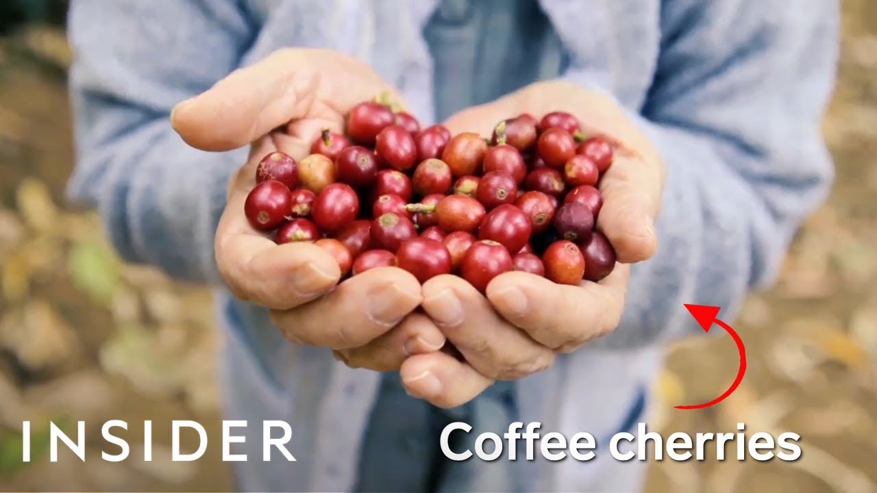 How Brazil Makes Over A Third Of The World’s Coffee