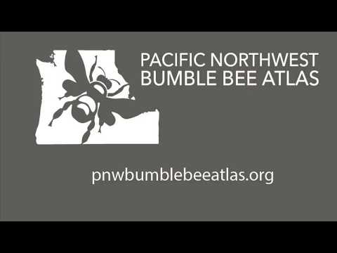 PNW Bumble Bee Atlas - Finding a point survey location