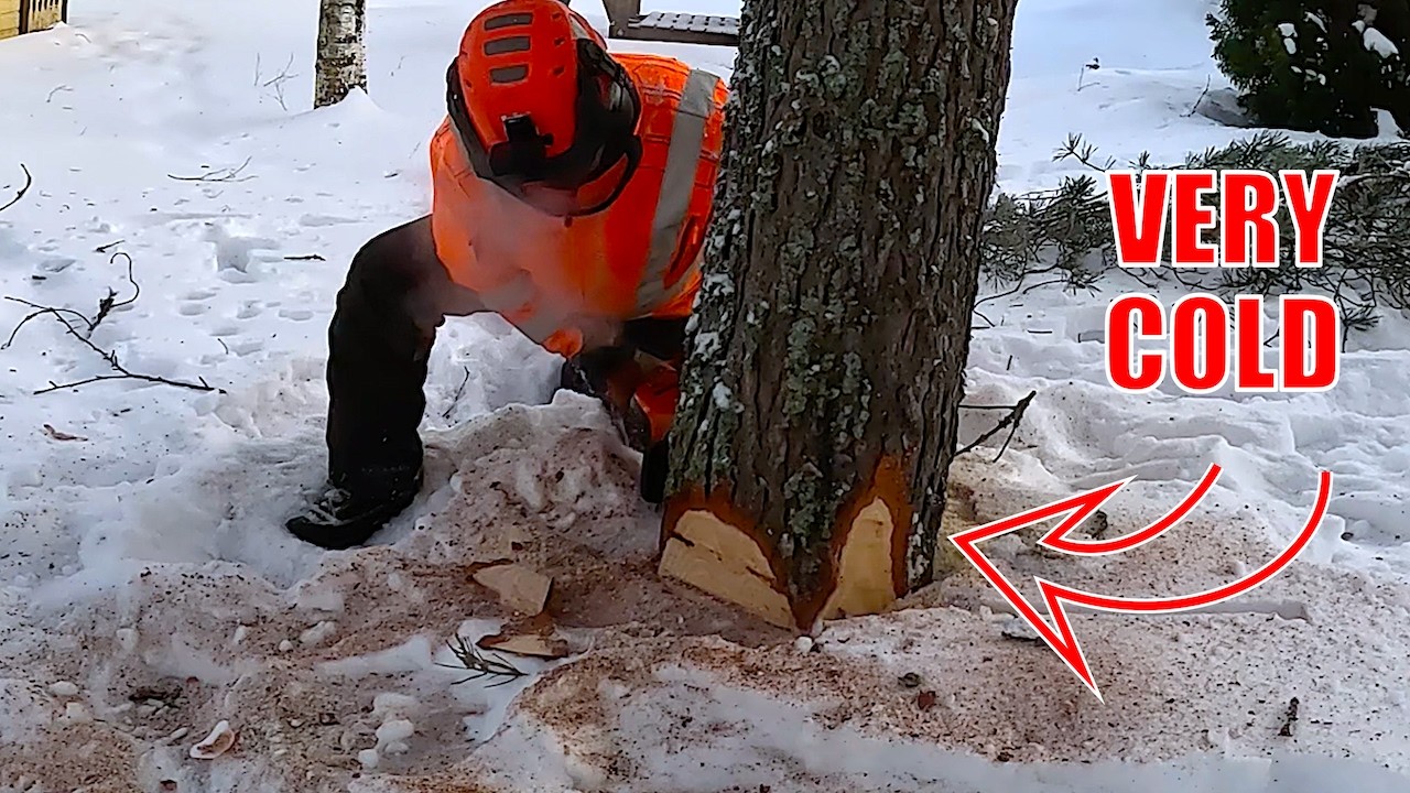 If You’ve Never Cut Trees in -15°C… Watch This