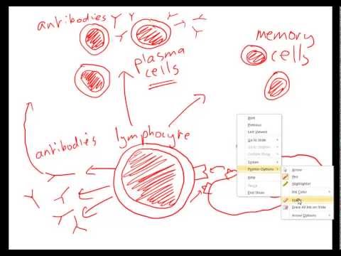 Vaccination and immunity for iGCSE Biology