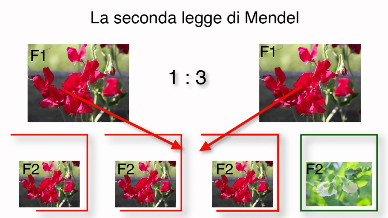 La seconda legge di Mendel (by AP)