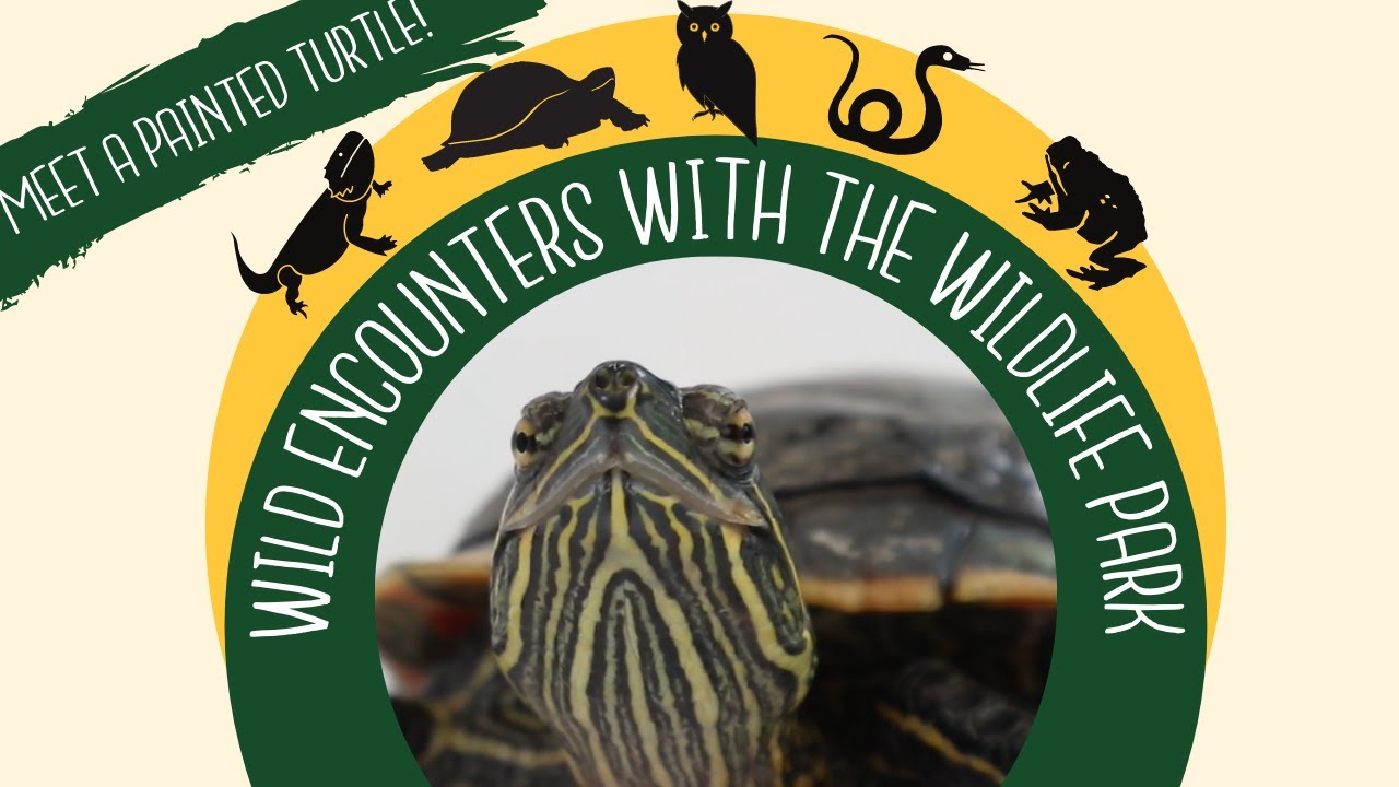 Western Painted Turtle Encounter