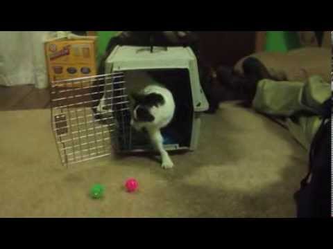 Cat rescued from animal testing lab is given first taste of freedom ...