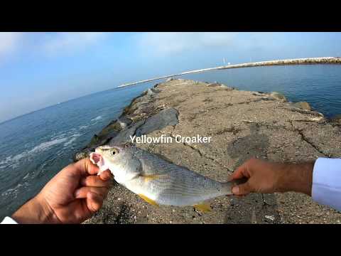 Fishing for Spotted Bass, Halibut, Yellowfin Croaker in Marina Del Rey California