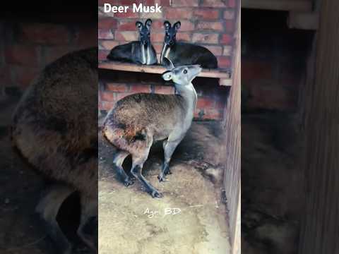 Satisfying deer musk collection #musk #deer #farming #deerfarm #deermusk #shorts #satisfying #short