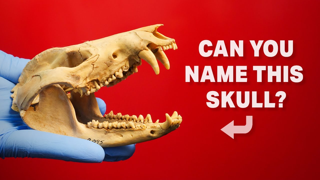 My New Mystery Skull