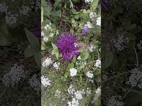 The aster flower in the other plants of white colours