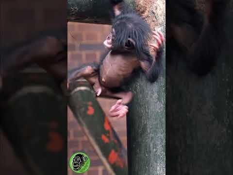 Mum Chimpanzee Dangling Her Baby Chimp #shorts