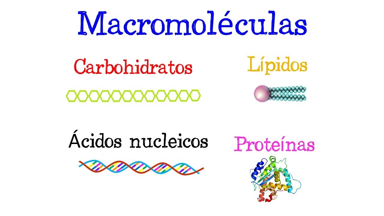 🌐 ¿Qué son las Macromoléculas? 🌐 [Fácil y Rápido] | BIOLOGÍA |