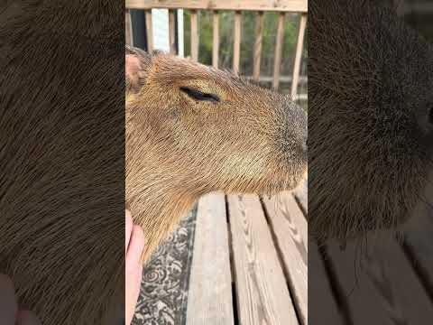 Do Capybaras Know Their Names?