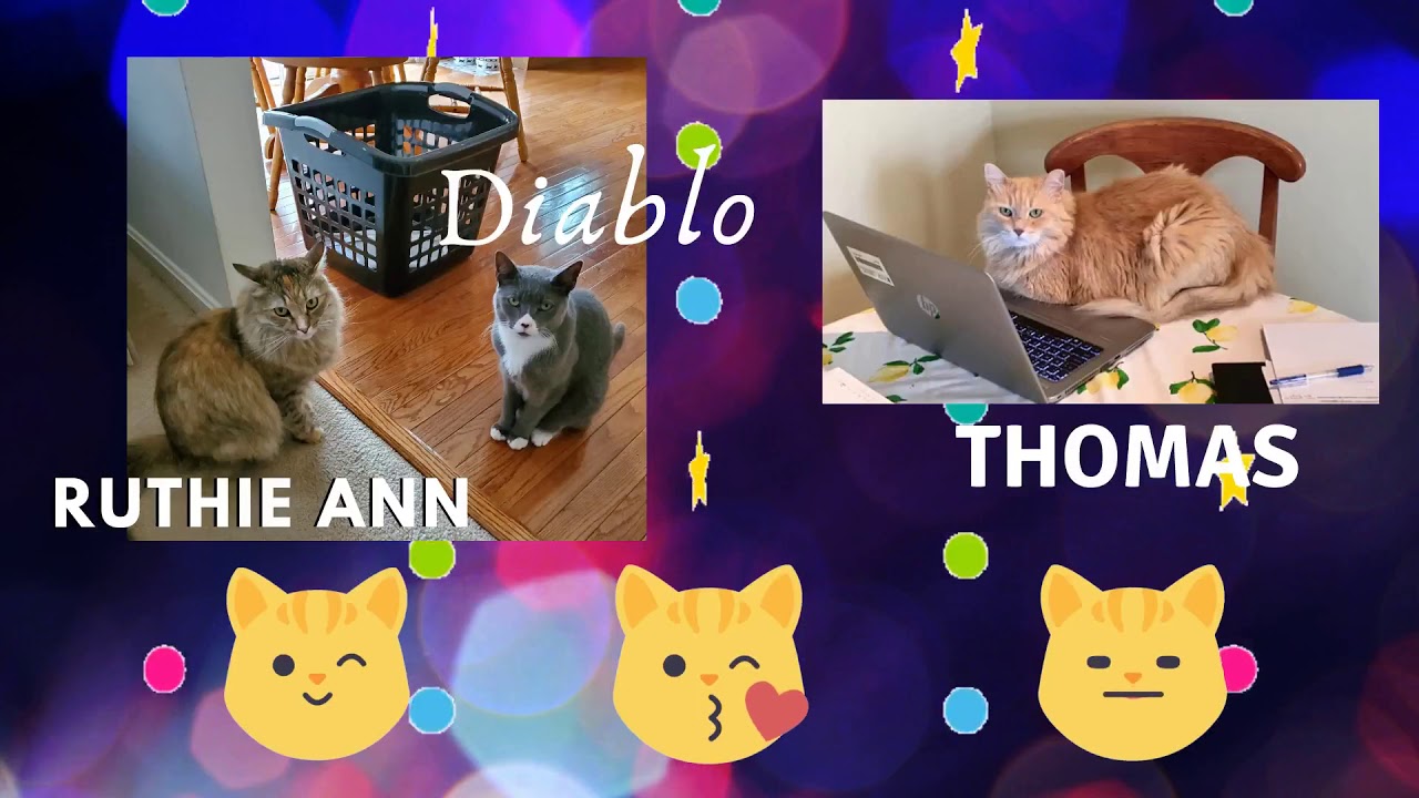 The PETS of CCPL! 🐶🐱🐰🐥