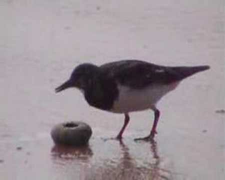 Turnstone migration discoveries | Dear Kitty. Some blog