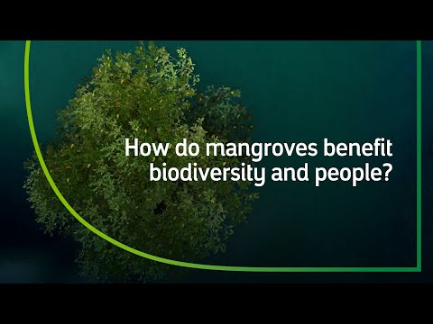 The Vital Role of Mangrove Ecosystems | Our Biodiversity