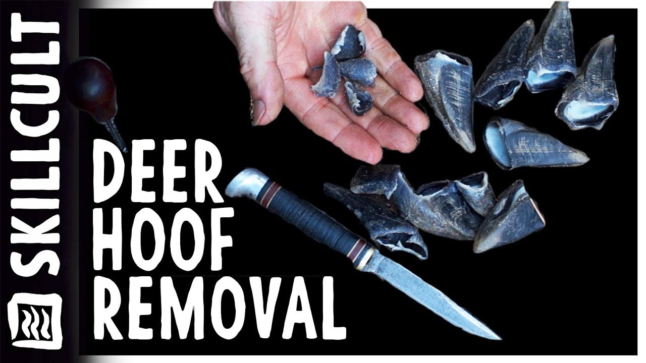 Uses of the Deer:  Removing and Trimming Hooves for Rattles and Decorations