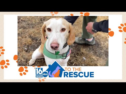 Dieci | 16 To The Rescue