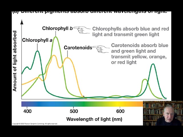 Understanding the Electromagnetic Spectrum and Its Impact on Life ...