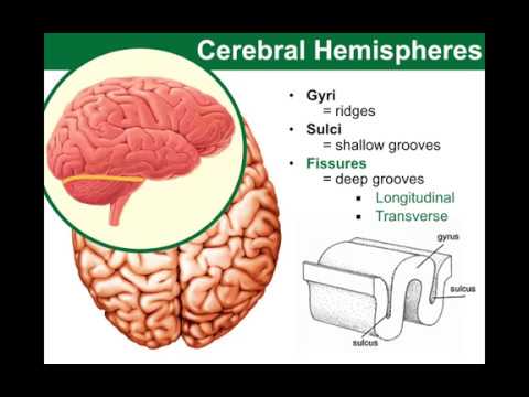 BIO201 online / Chapter 12 (part B): The Cerebrum - Lobes, Fissures, And Sulci