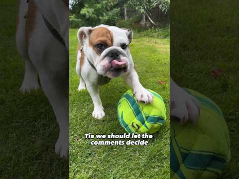 English Bulldog Vs My Ball 😭 #bulldog #dogshorts #shortswithcamilla