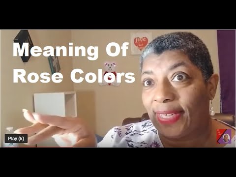 Day 1 Countdown 2 Valentine's Day | Meaning of Rose Colors
