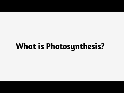 What is Photosynthesis?