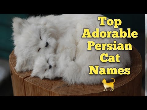 Top Adorable Persian Cat Names 2023🐈/Pretty kitty🥰😍🤩/belovedpets2023💞