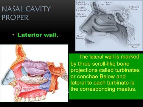 1 Anatomy and physiology of the nose and Developmental and congenital conditions of the nose