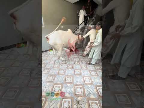 2024 fateh jangi qurbani #cow #fatehjangbulls #2024 #pakistan #eiduladha2024 #qurbanicollection #vr