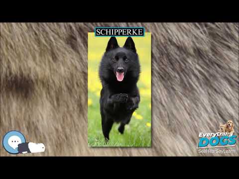 Schipperke πΆπΎ Everything Dog Breeds πΎπΆ
