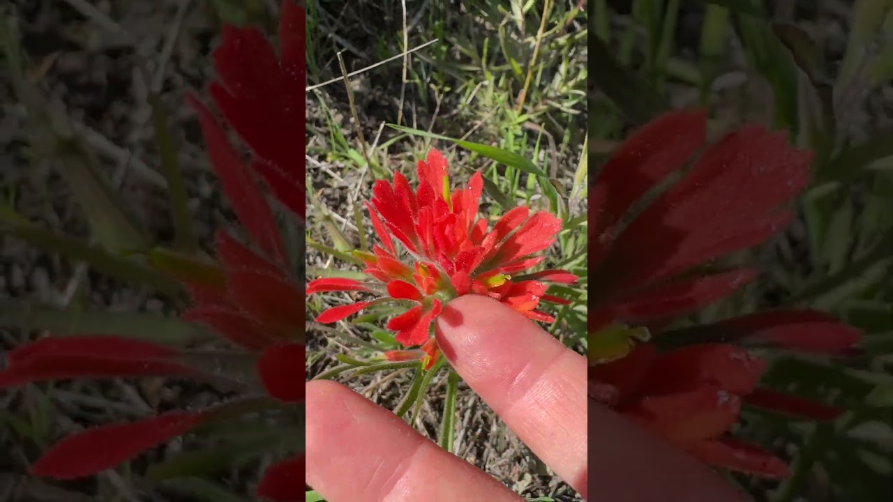 Castilleja affinis Coast Indian Paint #californianativeplants #nature #flowers