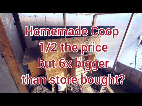 Building a Chicken Coop on a Tight Budget vs. Buying a Store Bought One