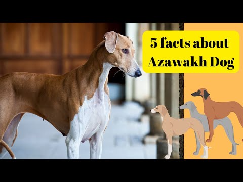 Do you know about Azawakh Dog Breed. #dog #doglover