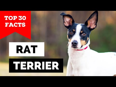 99% of Rat Terrier Owners Don't Know This