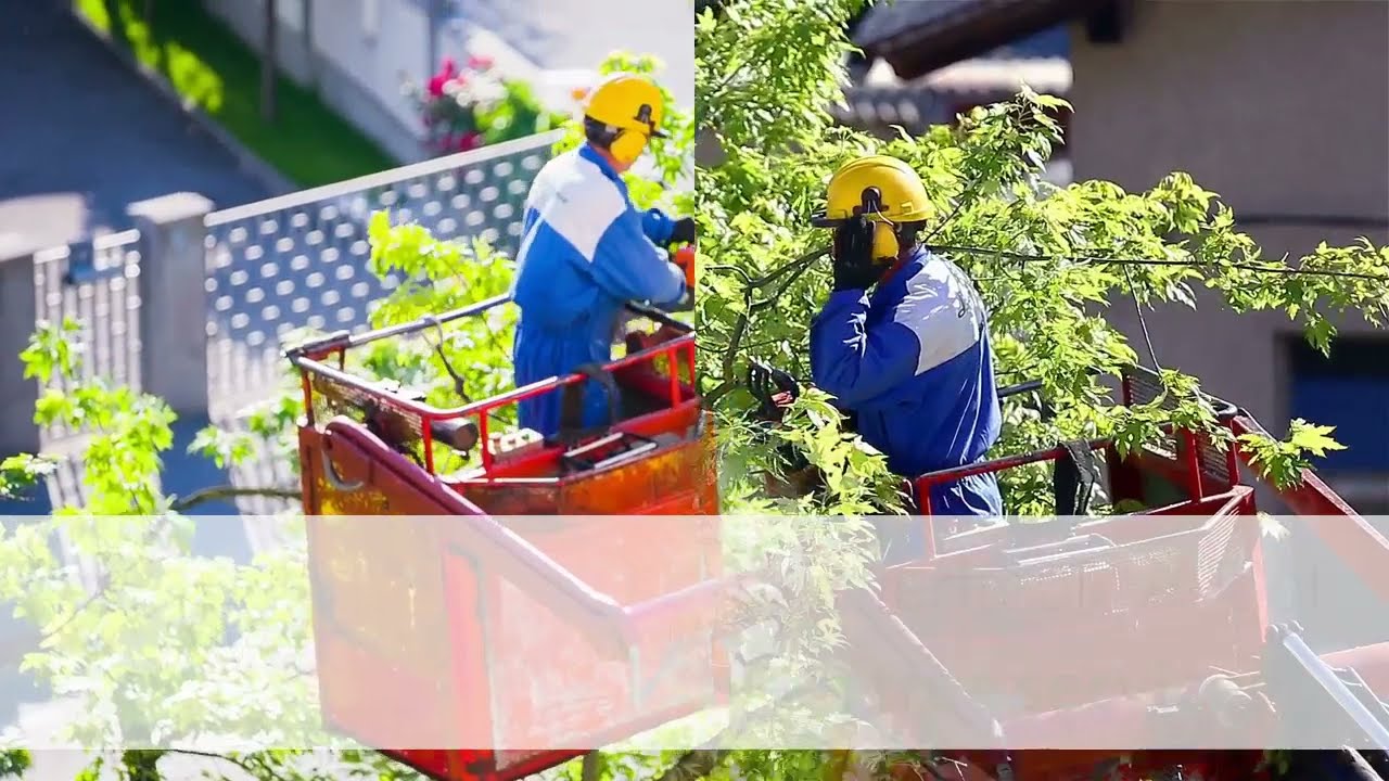 Tree Removal Companies Chatham | 519-355-8106 | Chatham Tree Services Ltd
