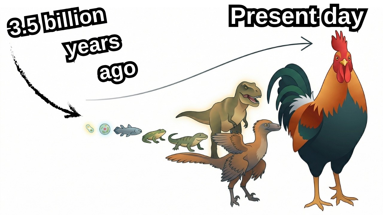 From Dinosaurs to Chickens | The Evolution of Chickens Explained