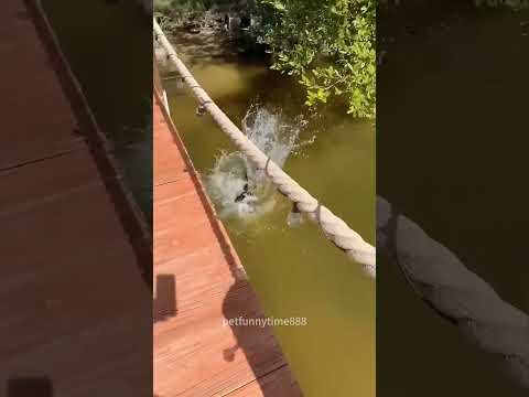 Cats love water.